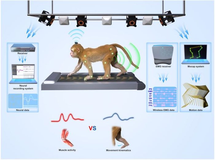 殷明团队综述面向步态&神经电生理研究的非人灵长类模型与系统|海南大学_新浪新闻