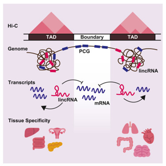 这种非编码RNA或将成为新时代精准治疗指南针？东京大学团队公布新发现_手机新浪网