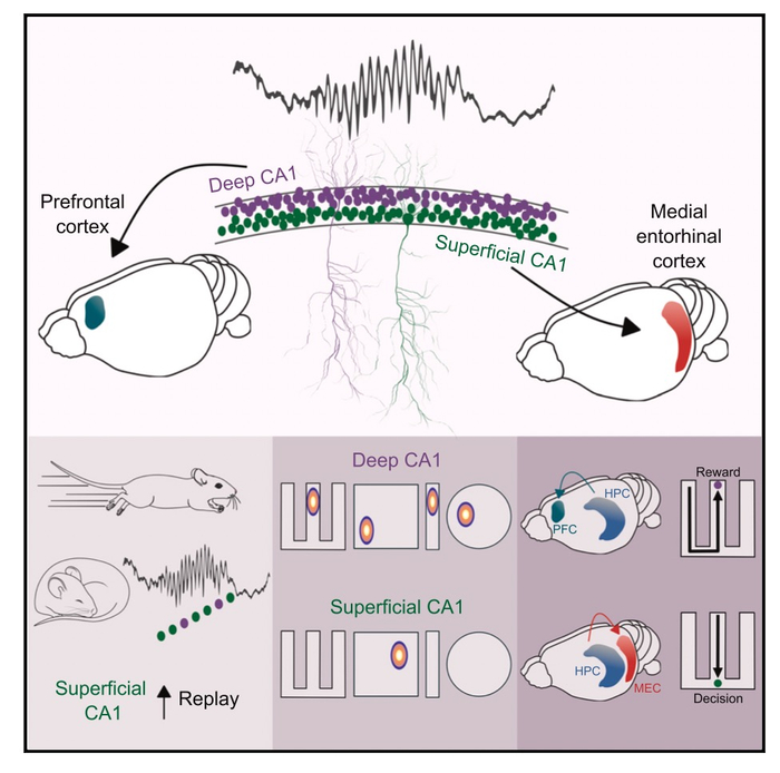 Neuron：大脑选择性记忆是如何做到的？精巧的“海马-皮质回路” 助力记忆编码和重演|细胞|海马|记忆|锥体|选择性_新浪新闻