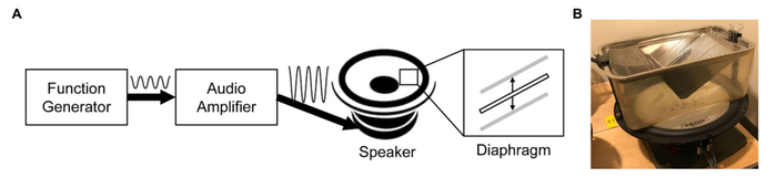 MIT蔡立慧团队最新报道40Hz震动刺激改善AD病理和运动表现|MIT_新浪新闻