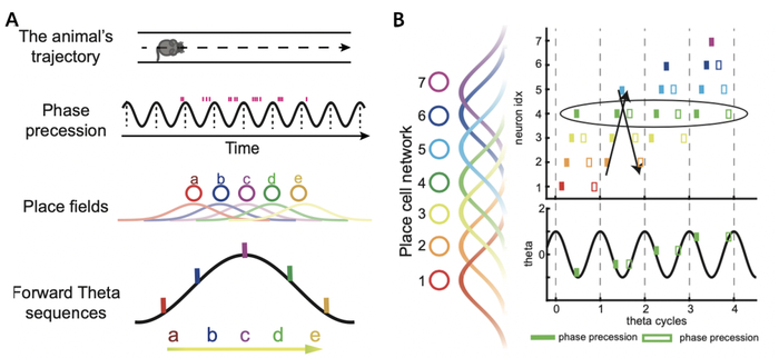 eLife：吴思团队报道海马位置细胞形成theta sweeps和相位移动的神经机制