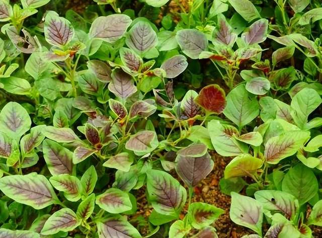 6月份可以种什么菜？这10种菜都可以种植，早种早吃，别错过|豆角|蔬菜|苋菜|气温|辣椒_新浪新闻