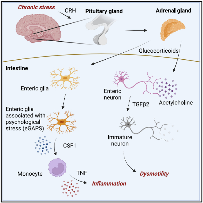 6.1 脑科学日报| Neuron：出了这个问题，我们会吞不下食物