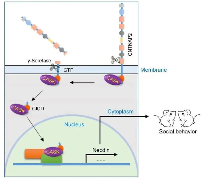 STTT：宋伟宏院士团队揭示CNTNAP2在孤独症的致病新机制|院士|基因_新浪新闻