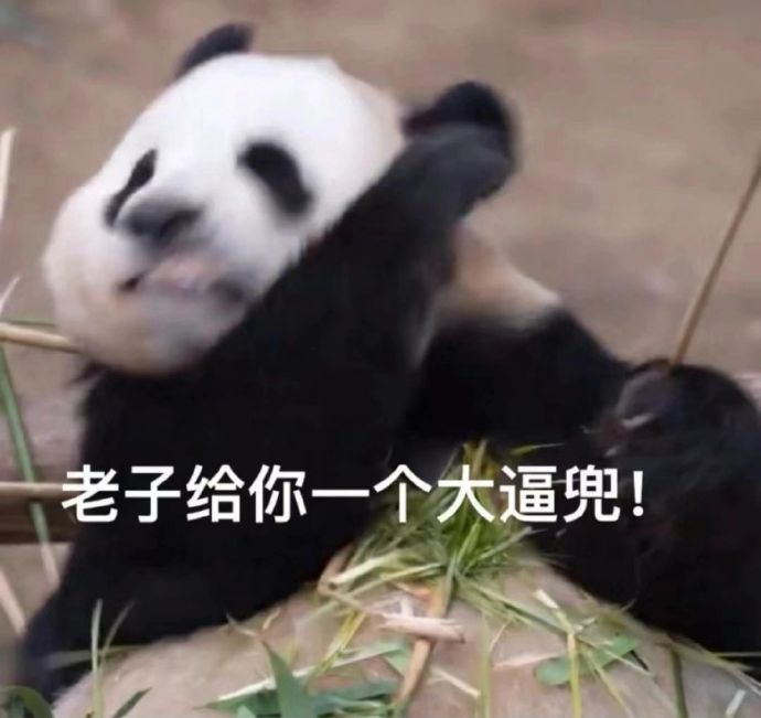 表情包来了 你一定能考上 冲 端庄 杯伤 冲冲冲 拉屎中……|表情包|猪_新浪新闻