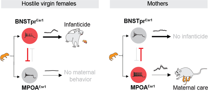 Nature：林大宇团队发现雌鼠杀婴与母爱行为的“一念之间”，与这条神经环路密切相关__财经头条__新浪财经