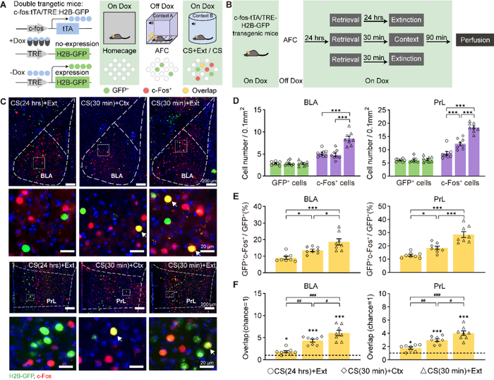 Science子刊：山东大学陈哲宇团队发现恐惧记忆擦除中记忆印迹细胞的编码新机制