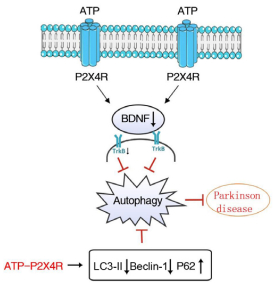 NRR：谢安木团队报道P2X4受体可作为帕金森病的新药物靶点