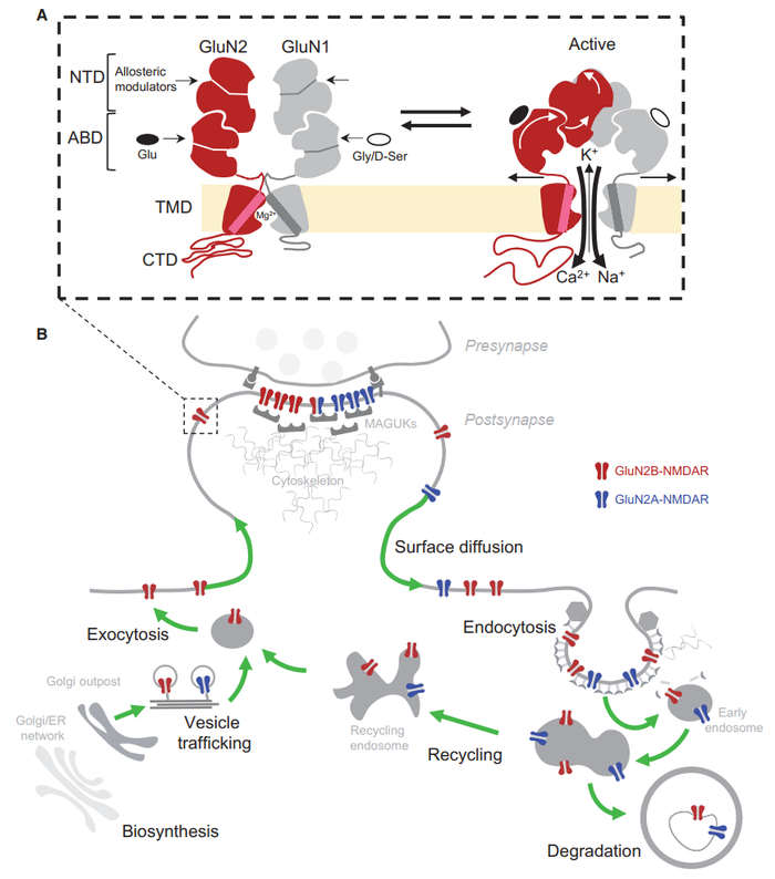 收藏| Neuron最新综述：神经可塑性和认知相关的突触后NMDAR信号的研究新进展|传导|突触|可塑性|受体|神经_新浪新闻