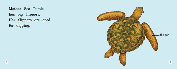【英文有声绘本】海尼曼G2 39 Mother Sea Turtle__财经头条__新浪财经