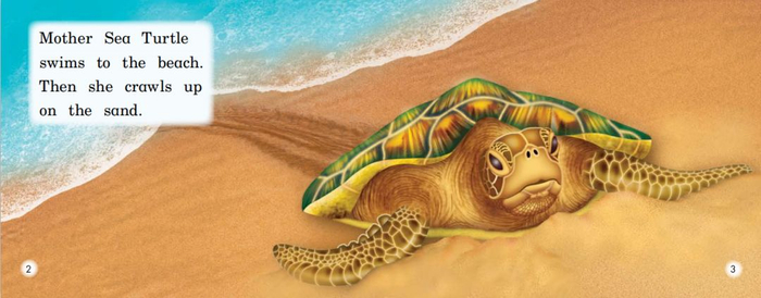 【英文有声绘本】海尼曼G2 39 Mother Sea Turtle__财经头条__新浪财经