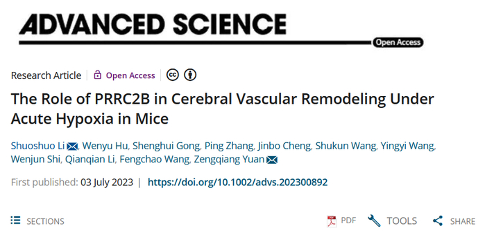 Adv Sci ：袁增强团队揭示急性缺氧条件下脑血管网络重塑的新机制|RNA_新浪新闻