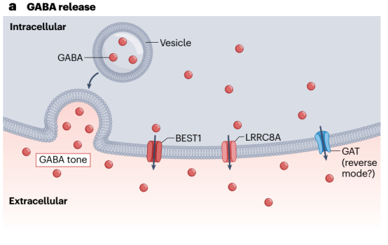 Nat Rev Neurosci 重要综述: 经过70多年研究，我们对GABA在大脑的作用了解多少？|突触_新浪新闻