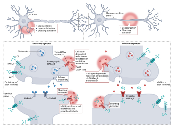 Nat Rev Neurosci 重要综述: 经过70多年研究，我们对GABA在大脑的作用了解多少？|生物学与医学|突触|细胞|胶质|神经元_新浪新闻