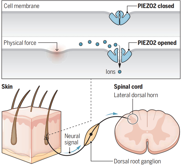 Science+Cell：诺奖分子PIEZO2新功能——对性功能至关重要、还可调控消化过程__财经头条__新浪财经
