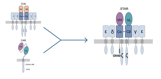 自主研发STAR-T技术，「华夏英泰」如何突破细胞治疗的实体瘤之困？