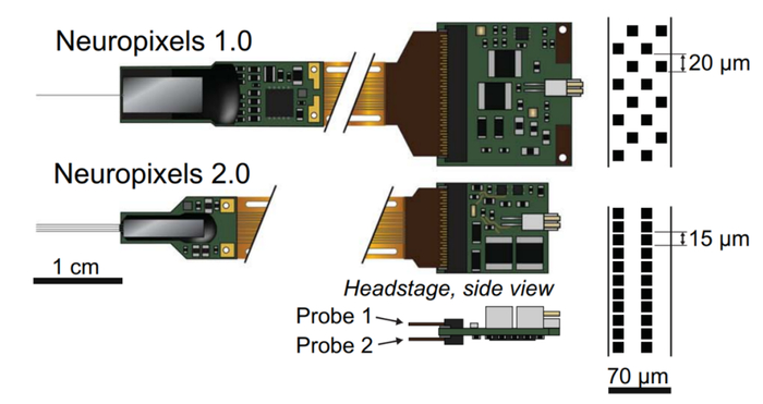 Neuropixels 2.0正式发布：更小体积，更多电极，实现自由活动动物的长期记录|探针|位点|电极_新浪新闻