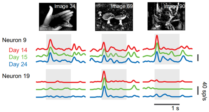 Neuropixels 2.0正式发布：更小体积，更多电极，实现自由活动动物的长期记录|探针|位点|电极|神经元|小鼠_新浪新闻