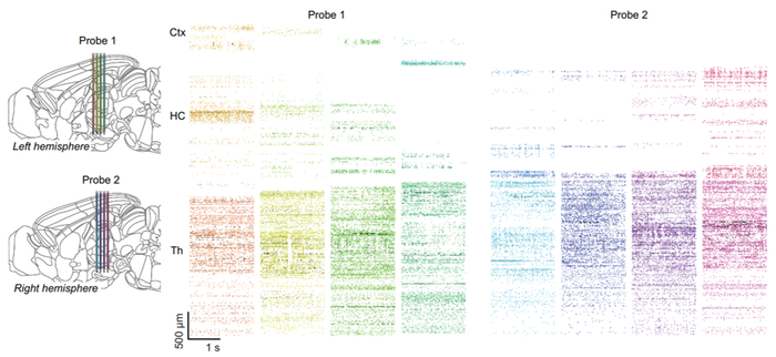 Neuropixels 2.0正式发布：更小体积，更多电极，实现自由活动动物的长期记录|探针|位点|电极_新浪新闻