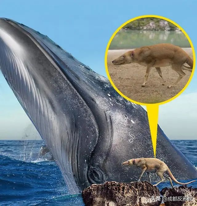 【灭绝巨兽与今天的亲戚】海洋篇|古生物|巨齿鲨|鲸鱼|齿鸟|抹香鲸_新浪新闻