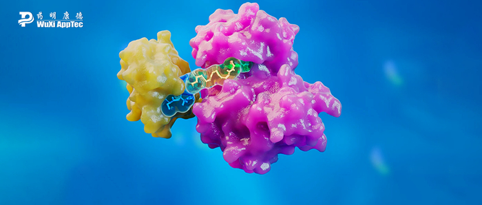 攻克“不可成药”，口服PROTAC疗法的进展与挑战|生物_新浪新闻