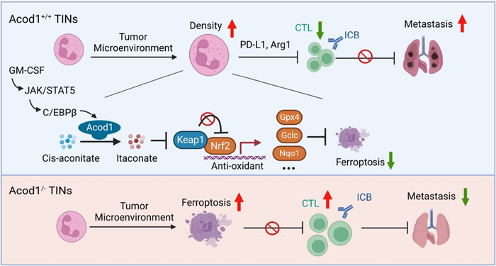 《细胞-代谢》：关键促癌细胞的“阿喀琉斯之踵”找到了，Xin Lu团队揭示增强免疫疗法的新途径__财经头条