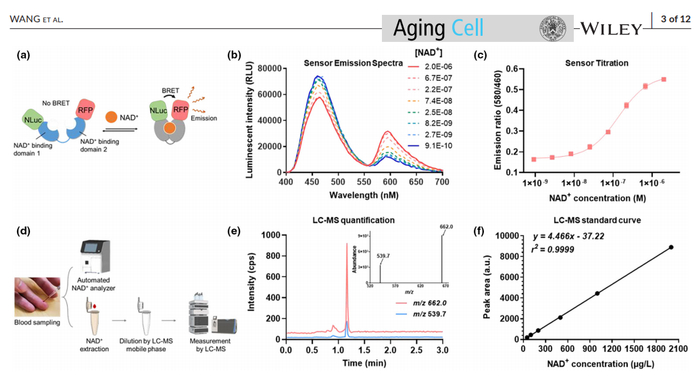 《Aging Cell》发布赛立复研究团队NMN最新研究成果
