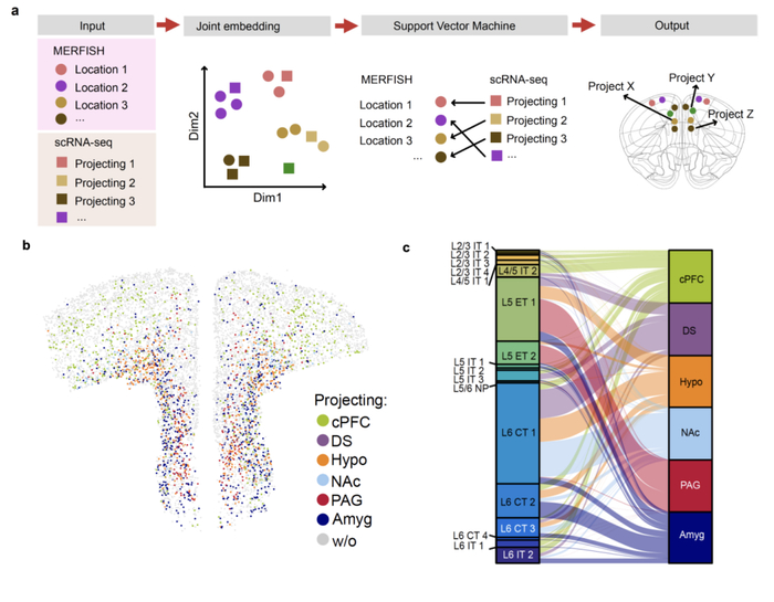 Nat Neurosci：张毅等利用空转技术绘制小鼠PFC全新细胞图谱，并解析疼痛相关细胞