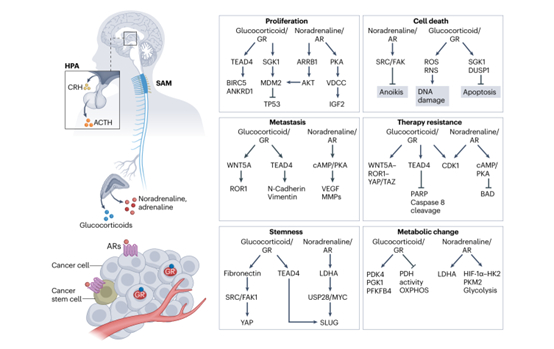 Nat Rev Immun：压力下的“癌症-免疫”对话——神经系统、代谢和胃肠道微生物群|肿瘤|微生物_新浪新闻