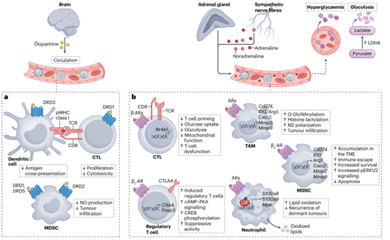 Nat Rev Immun：压力下的“癌症-免疫”对话——神经系统、代谢和胃肠道微生物群|肿瘤|微生物_新浪新闻