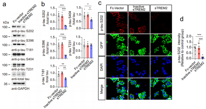 Nature子刊：张振涛团队发现改善阿尔茨海默病中的tau蛋白磷酸化和认知缺陷的新策略