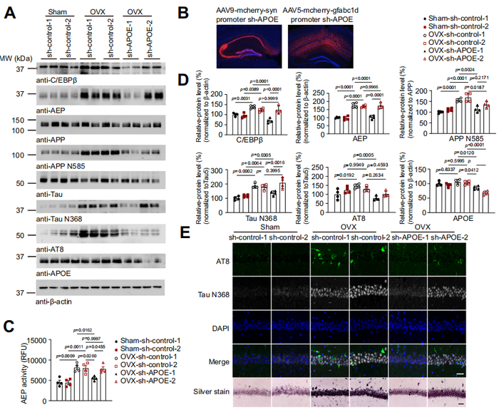Nature子刊：叶克强团队揭示ApoE4和FSH协同诱发阿尔兹海默症的机制|基因_新浪新闻
