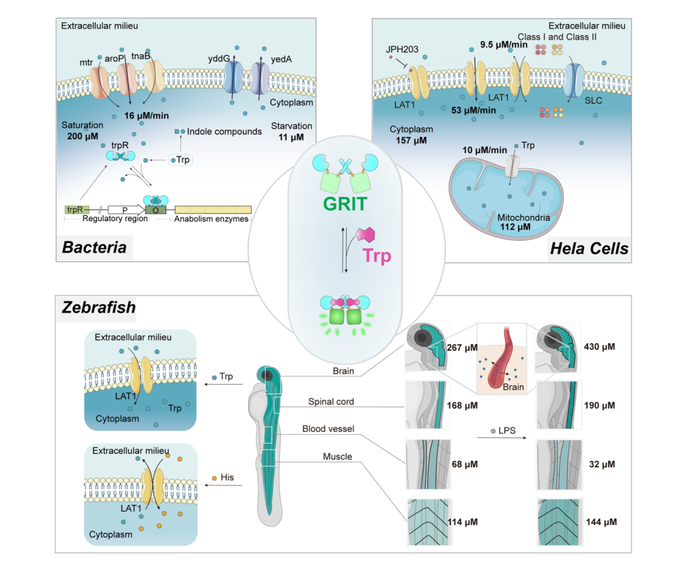 Cell Discovery：穆宇/杜久林团队合作开发新型遗传编码色氨酸探针|中国科学院_新浪新闻