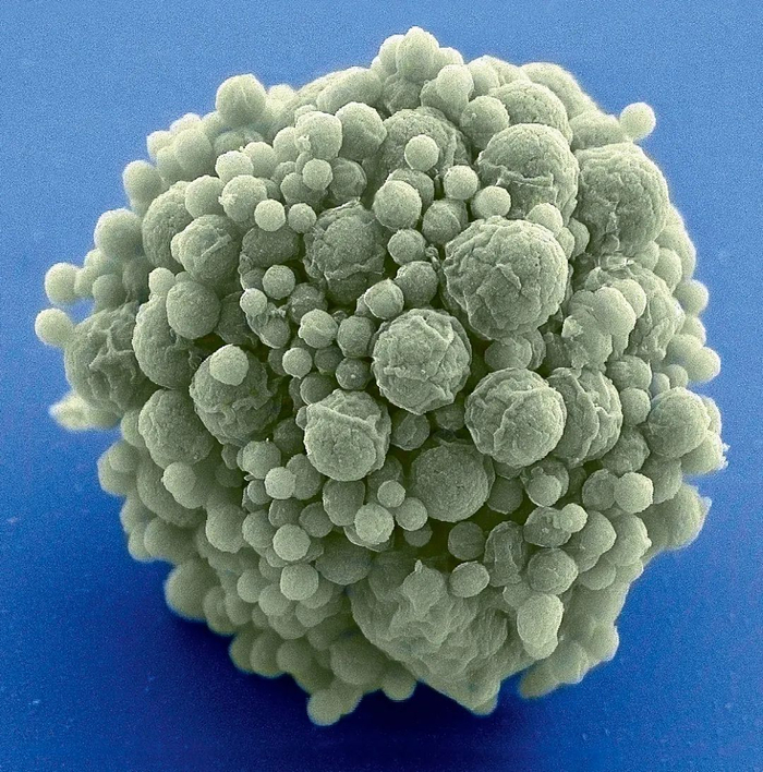 在生死边缘徘徊300天后，它成为了世界上最小的生命|基因|生物_新浪新闻