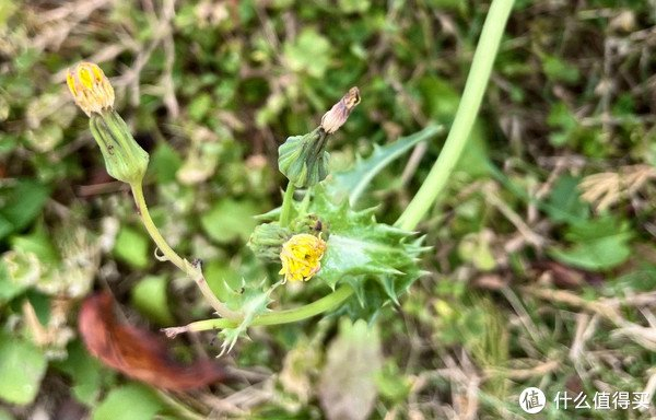 苦苣菜，乡间常见的宝藏野菜！|苦苣菜|野菜|下雪量_新浪新闻