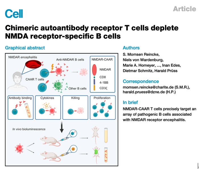 Cell：开发NMDAR特异性嵌合自身抗体受体T细胞治疗NMDAR脑炎|细胞|抗体|脑炎_新浪新闻