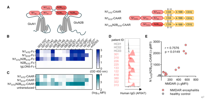 Cell：开发NMDAR特异性嵌合自身抗体受体T细胞治疗NMDAR脑炎|细胞|抗体|脑炎_新浪新闻