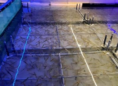 循环水养虾能不能盈利？这家企业给出了答案|虾|水养|循环水|循环|滚道_新浪新闻