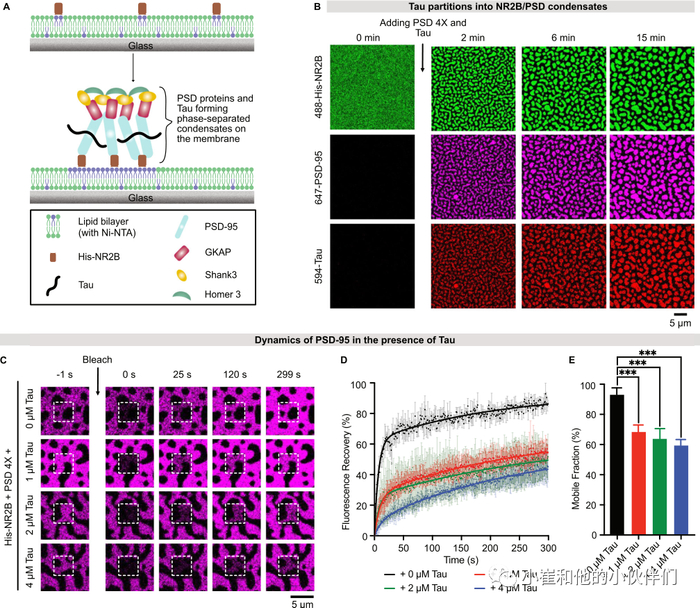 Nature 子刊：Tau/PSD-95调控突触后致密蛋白相分离|突触_新浪新闻