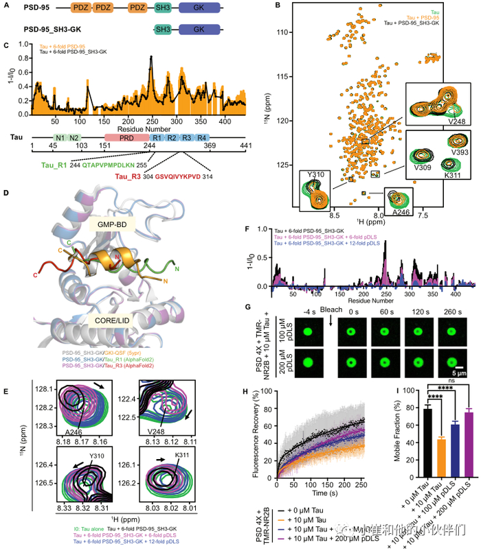 Nature 子刊：Tau/PSD-95调控突触后致密蛋白相分离|突触_新浪新闻