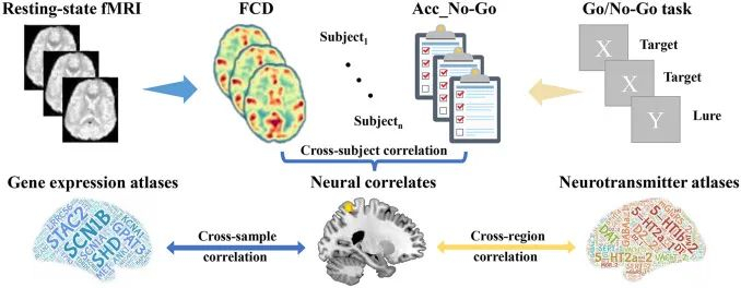 NeuroImage：静息状态下大脑功能与行为抑制相关性的分子机制__财经头条__新浪财经