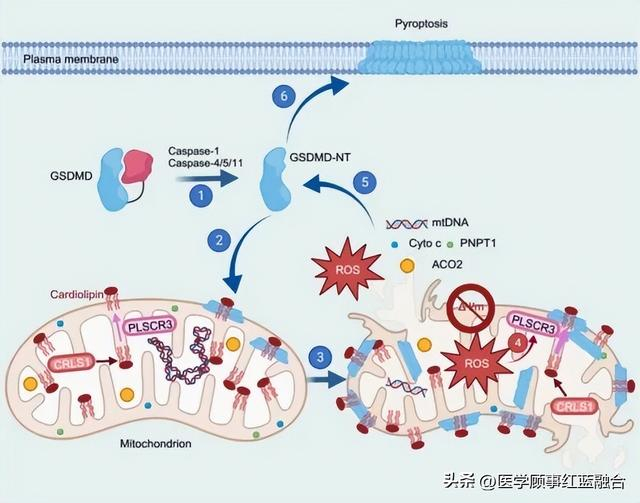 Immunity封面文章揭示焦亡细胞线粒体损伤新机制|肿瘤_新浪新闻