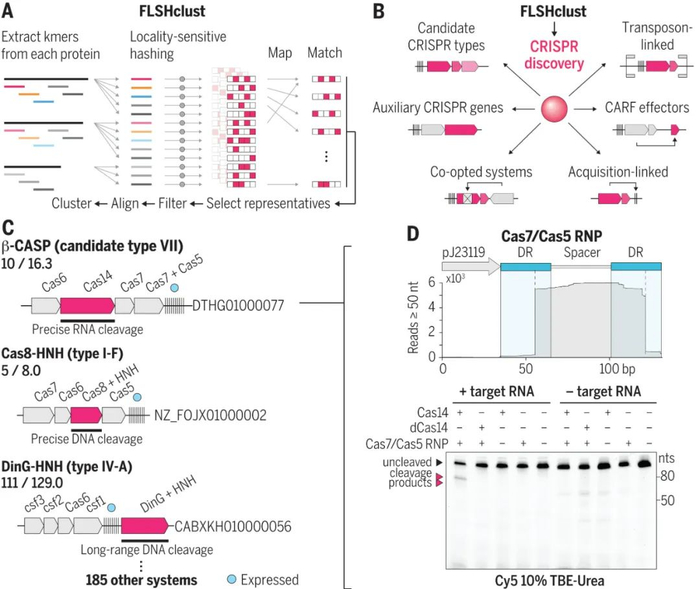 连发三篇！张锋团队再获新进展，发现188个新型 CRISPR-Cas 系统__财经头条