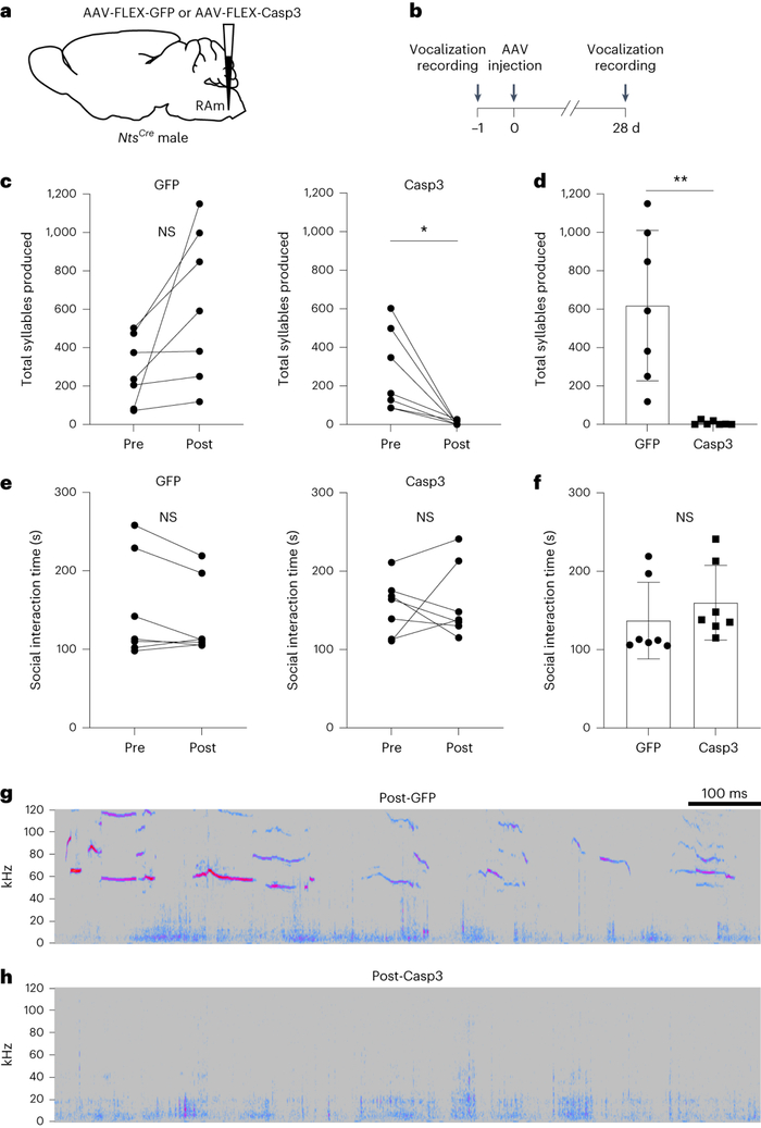 Nat Neurosci最新：揭开了神秘面纱！研究发现调控小鼠发声和音量的关键神经环路！__财经头条__新浪财经