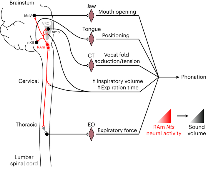 Nat Neurosci最新：揭开了神秘面纱！研究发现调控小鼠发声和音量的关键神经环路！__财经头条__新浪财经
