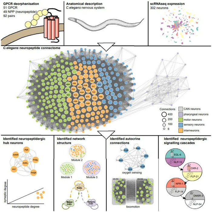 Neuron&Nature两篇连发：大脑里也有“Wi-Fi”网络—无线神经系统|突触_新浪新闻