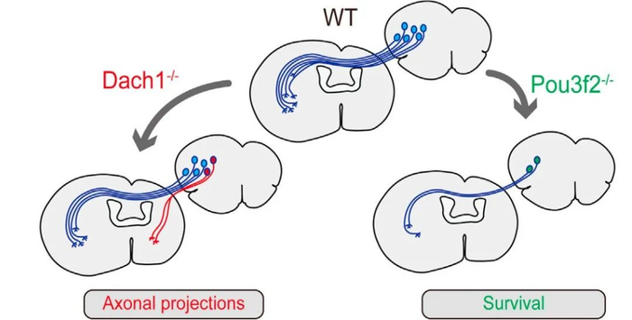 Neuron: 清华米达团队合作揭示大脑皮层SST长投射和SST中间神经元不同的发育轨迹|生物学与医学|清华大学|亚型|细胞|研究人员_新浪新闻