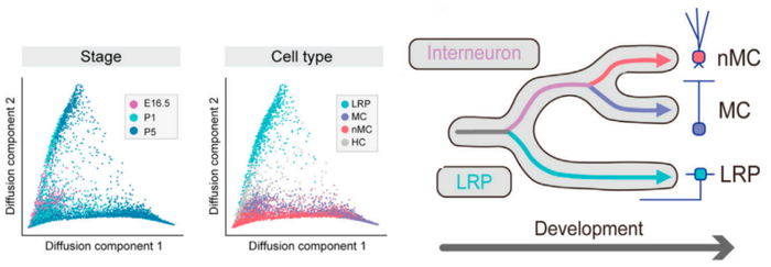 Neuron: 清华米达团队合作揭示大脑皮层SST长投射和SST中间神经元不同的发育轨迹|生物学与医学|清华大学|亚型|细胞|研究人员_新浪新闻