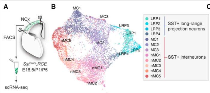 Neuron: 清华米达团队合作揭示大脑皮层SST长投射和SST中间神经元不同的发育轨迹|大脑皮层|清华大学_新浪新闻