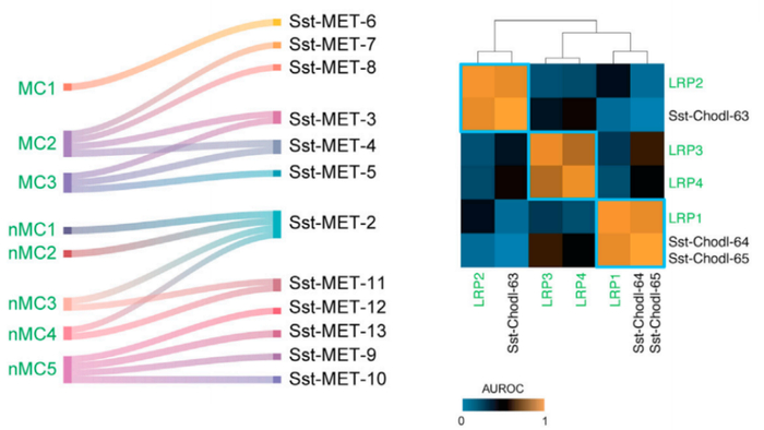 Neuron: 清华米达团队合作揭示大脑皮层SST长投射和SST中间神经元不同的发育轨迹|大脑皮层|清华大学_新浪新闻